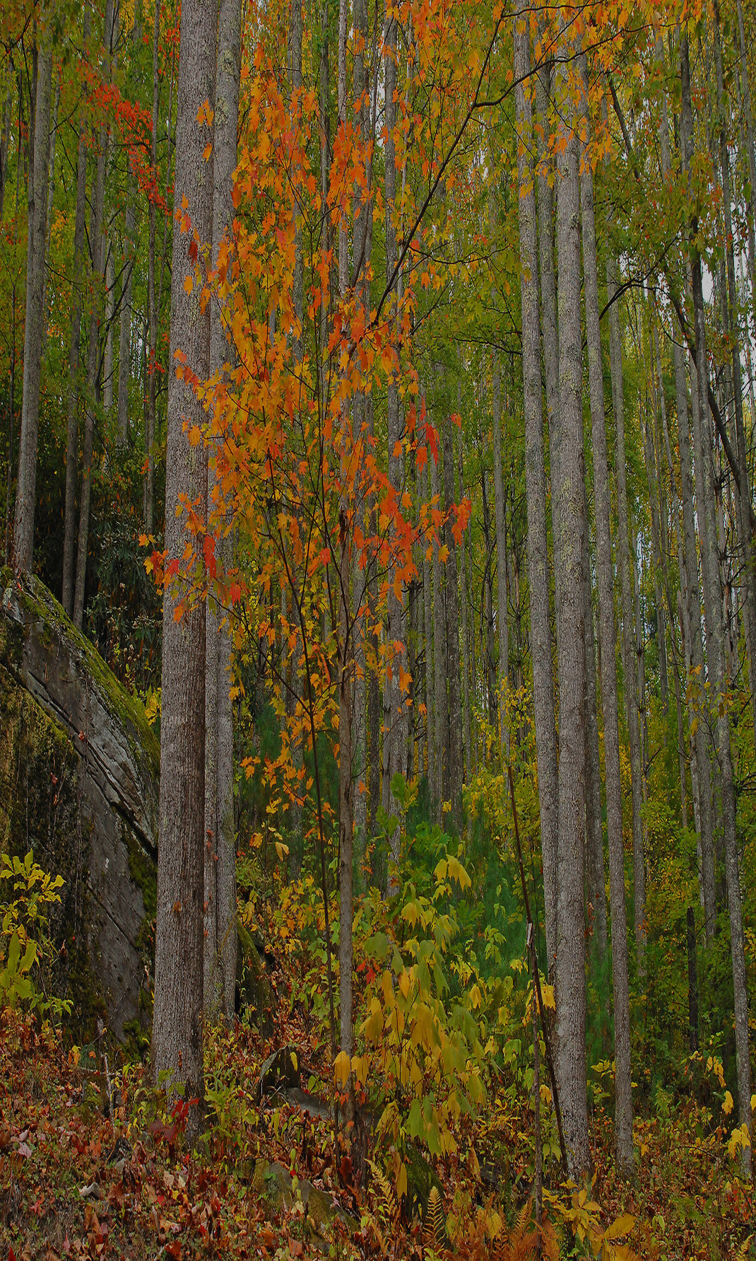 Lumber Quality – Associated Hardwoods, Inc.