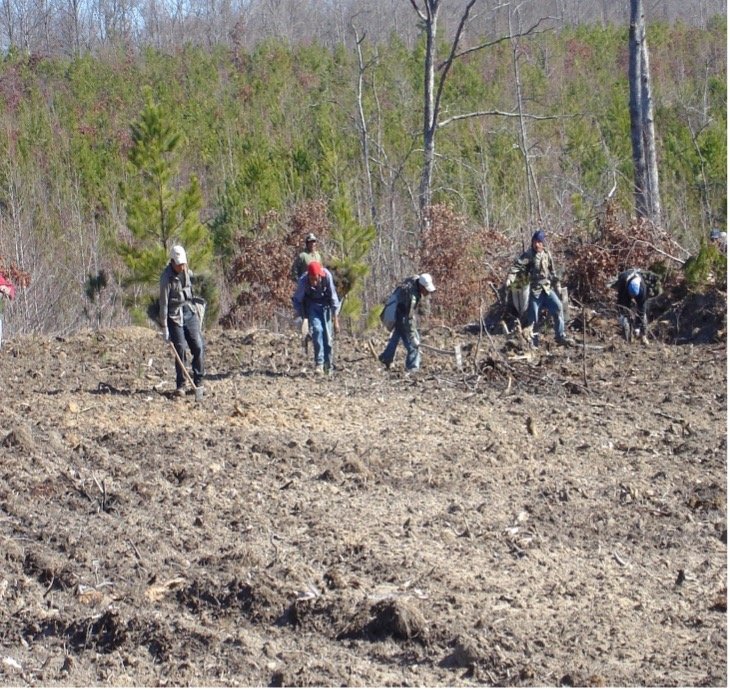 Forestry – Associated Hardwoods, Inc.