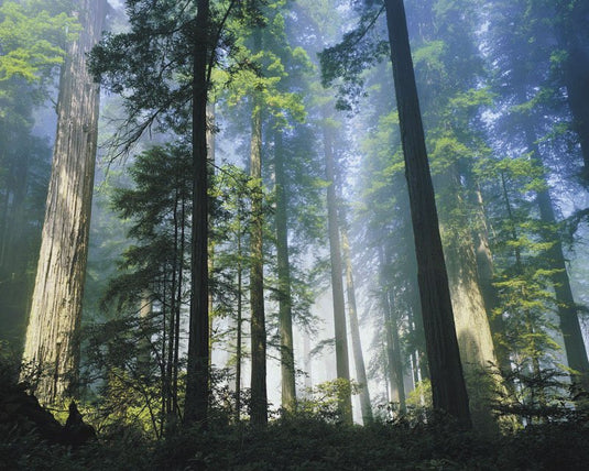 Log Buyers – Associated Hardwoods, Inc.